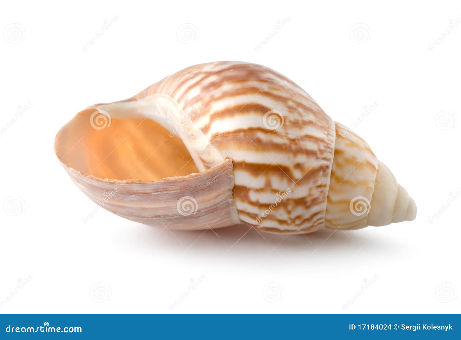 Sea shell stock photo. Image of shell, macro, horizontal - 17184024