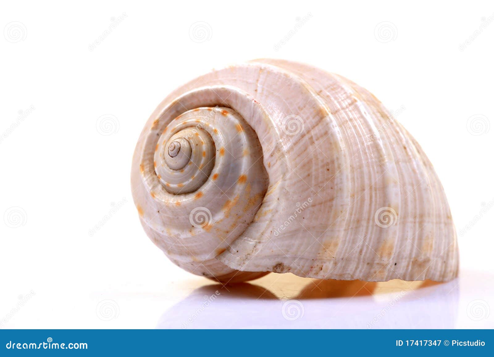Sea shell stock image. Image of shell, safety, background - 17417347