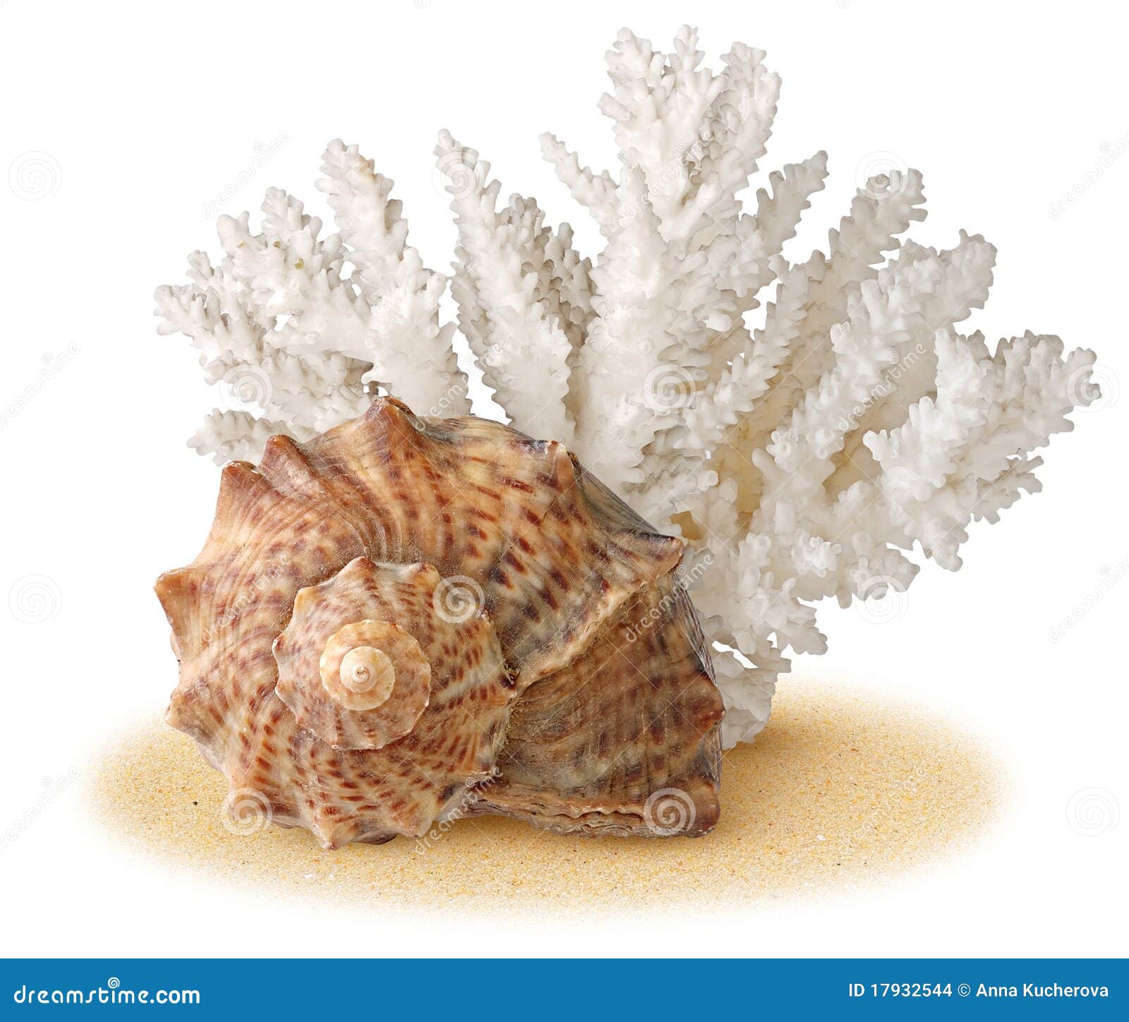 Sea shell stock photo. Image of marine, gastropod, oceanic - 17932544