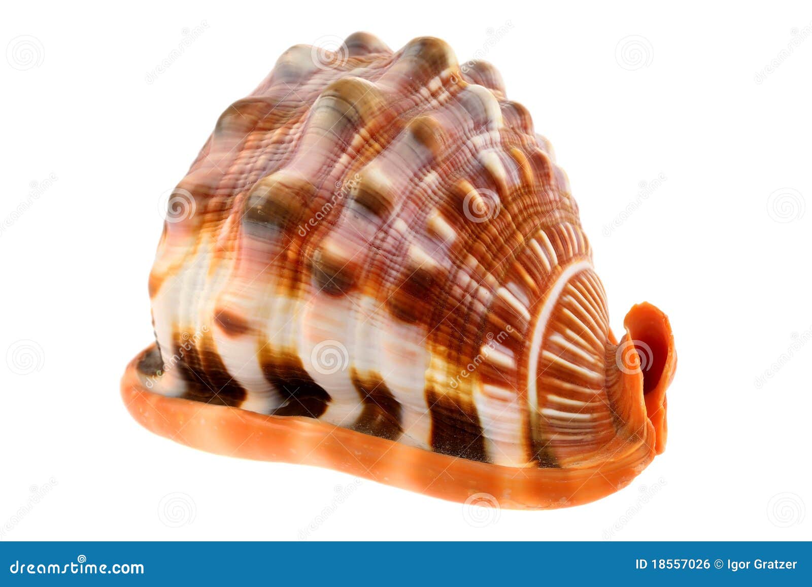 Sea shell stock photo. Image of mollusk, conch, cockle - 18557026