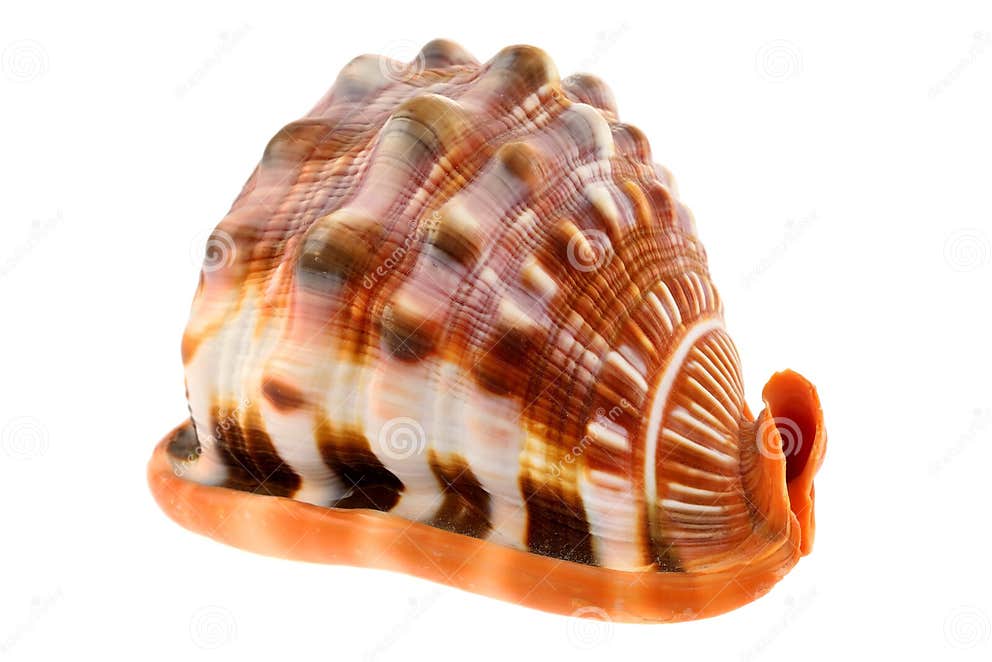 Sea shell stock photo. Image of mollusk, conch, cockle - 18557026
