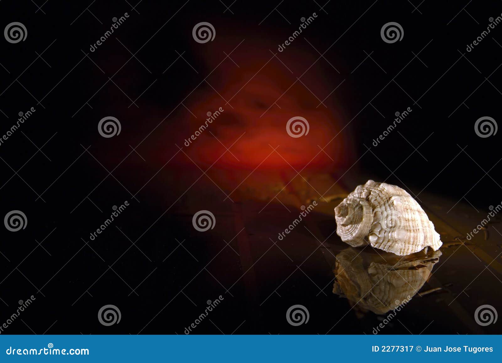 Sea Shell stock image. Image of reflective, warm, shore - 2277317