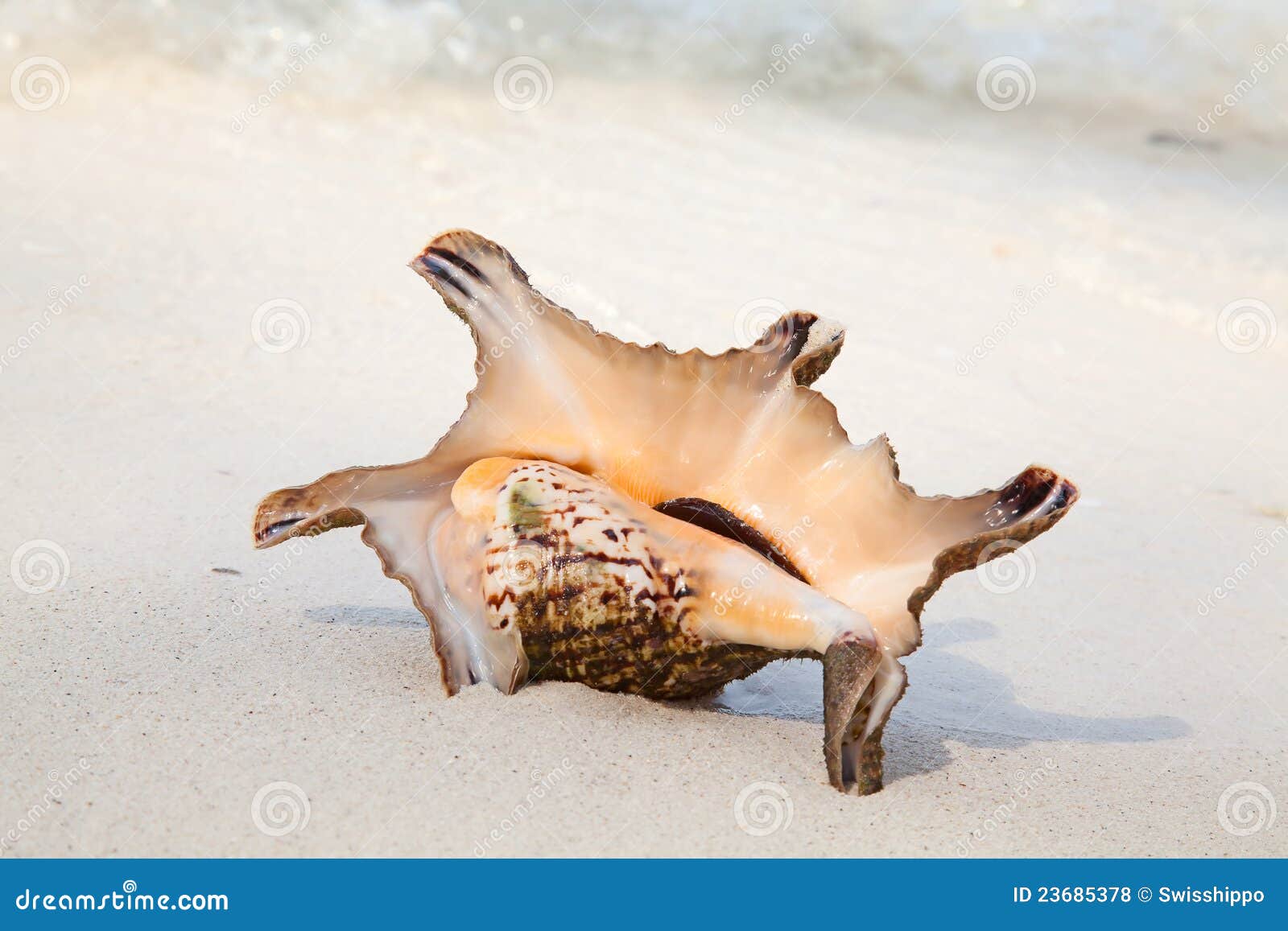 Sea shell stock photo. Image of conch, idyllic, fragile - 23685378