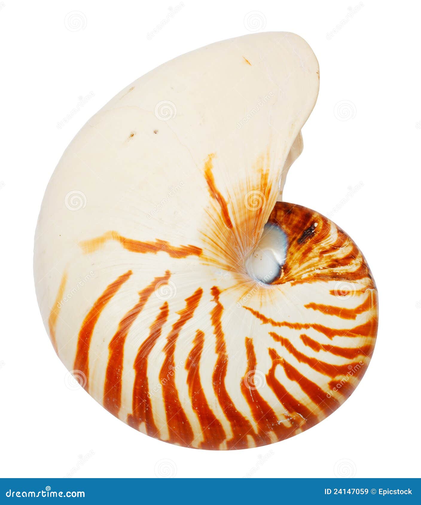 Sea shell stock image. Image of conchology, seashell - 24147059