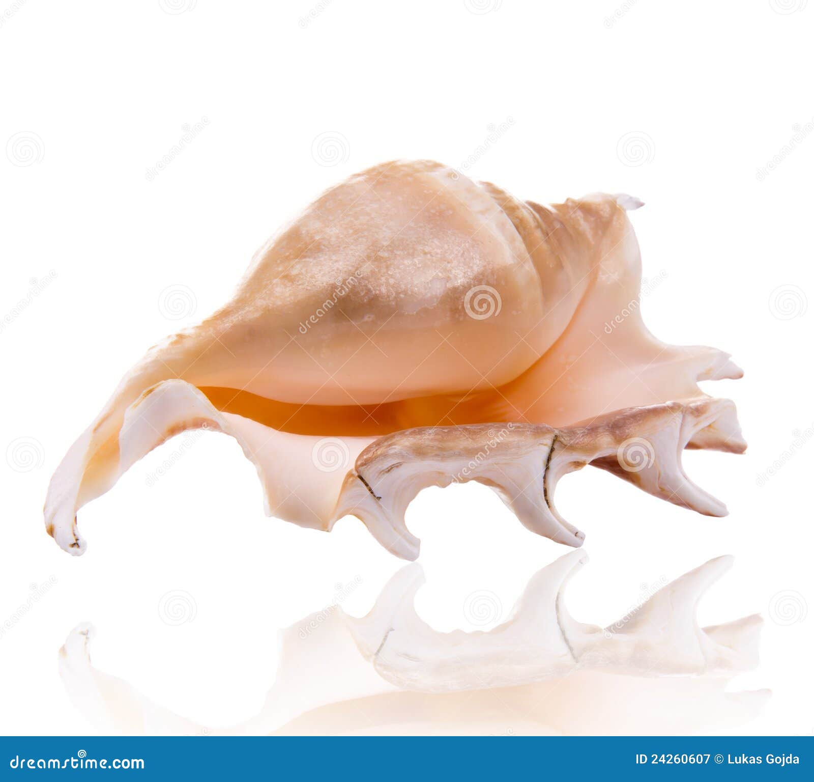 Sea shell stock image. Image of sand, scallop, perfect - 24260607