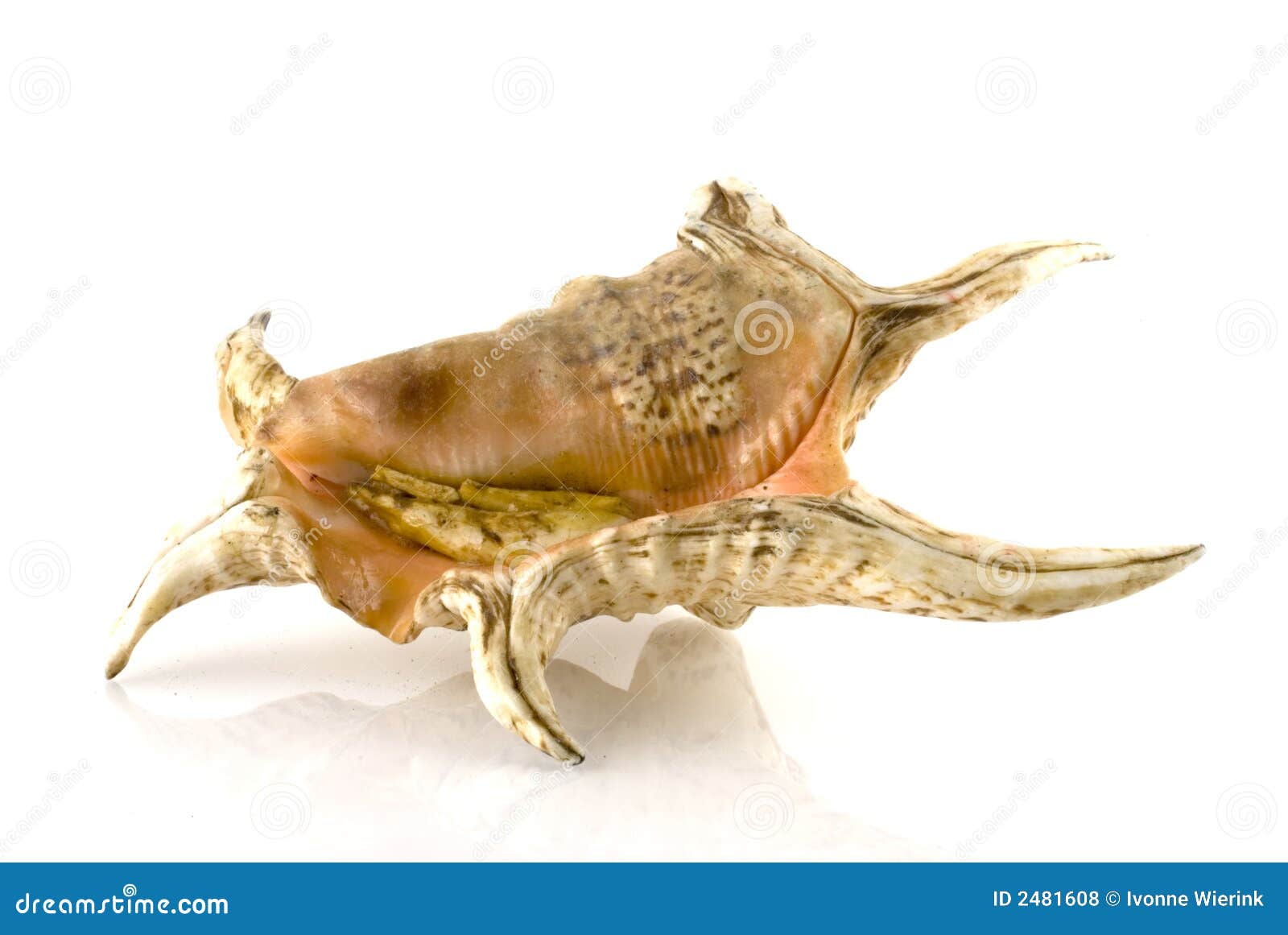 Sea-shell Picture. Image: 2481608
