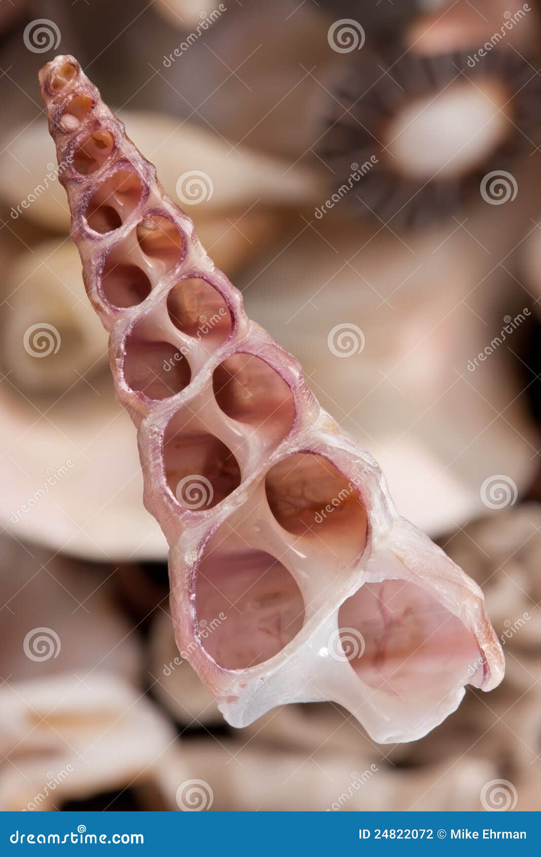 Sea shell stock photo. Image of beauty, spiral, color - 24822072