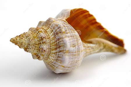 Sea Shell stock image. Image of shell, ocean, conk, oyster - 256143