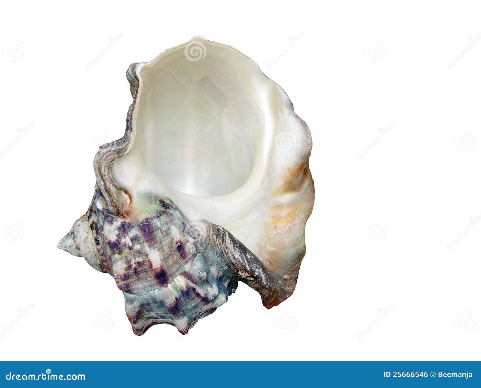 Sea shell stock photo. Image of seashell, beige, swirl - 25666546