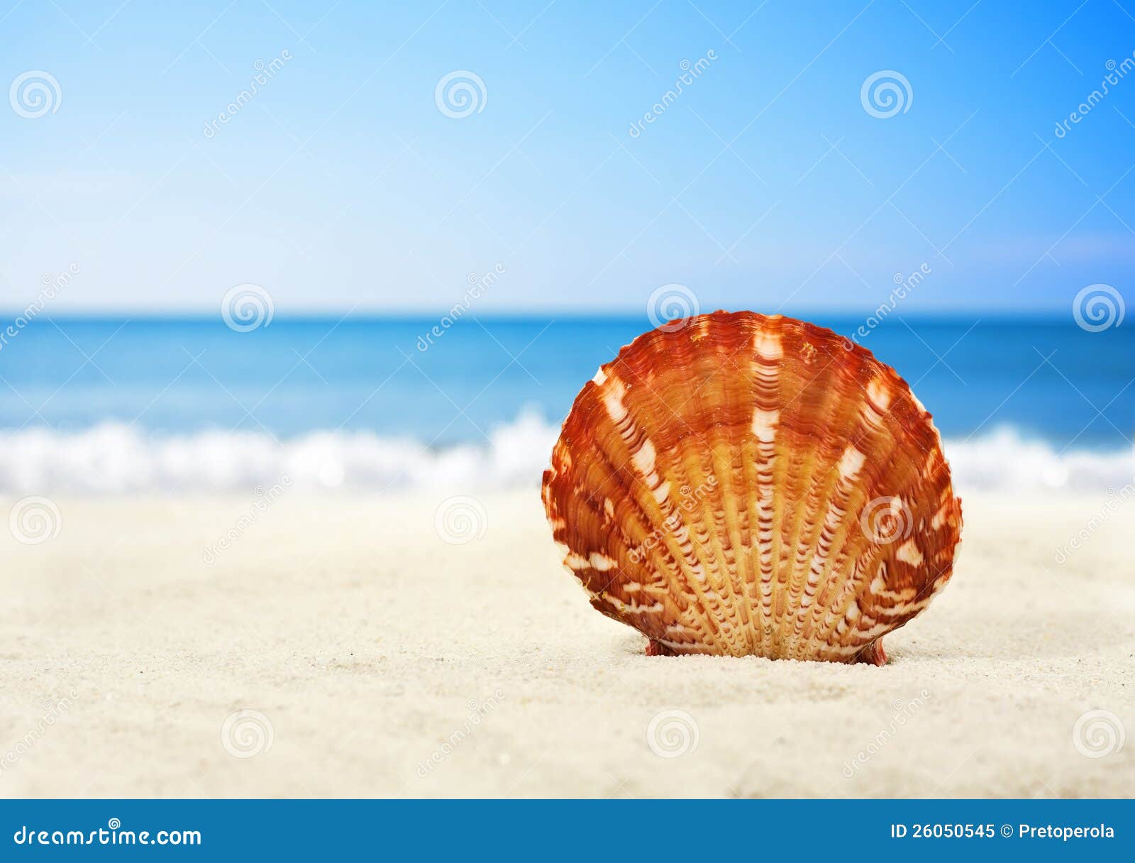 Sea shell stock image. Image of resort, beach, exotic - 26050545