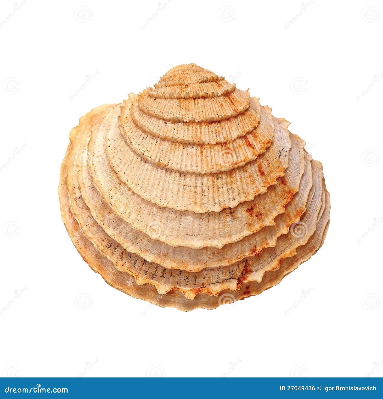 Sea shell stock photo. Image of geographic, white, stone - 27049436