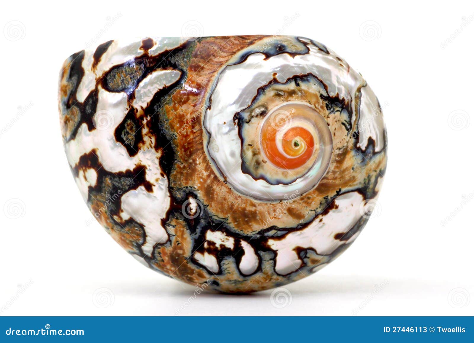 Sea Shell stock image. Image of macro, closeup, swirl - 27446113