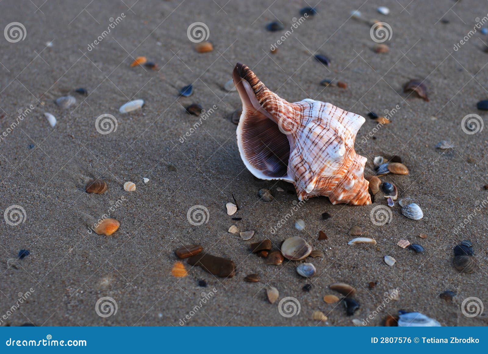 Sea Shell stock photo. Image of season, ocean, shore, sand - 2807576