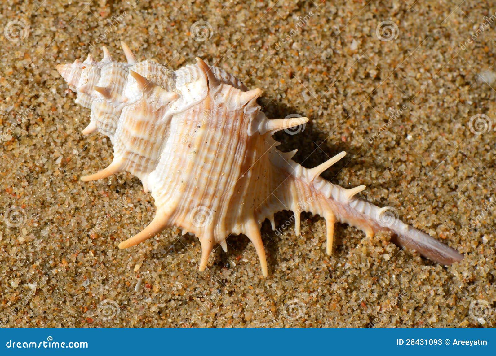 Murex Scolopax Stock Photos - Free & Royalty-Free Stock Photos from ...