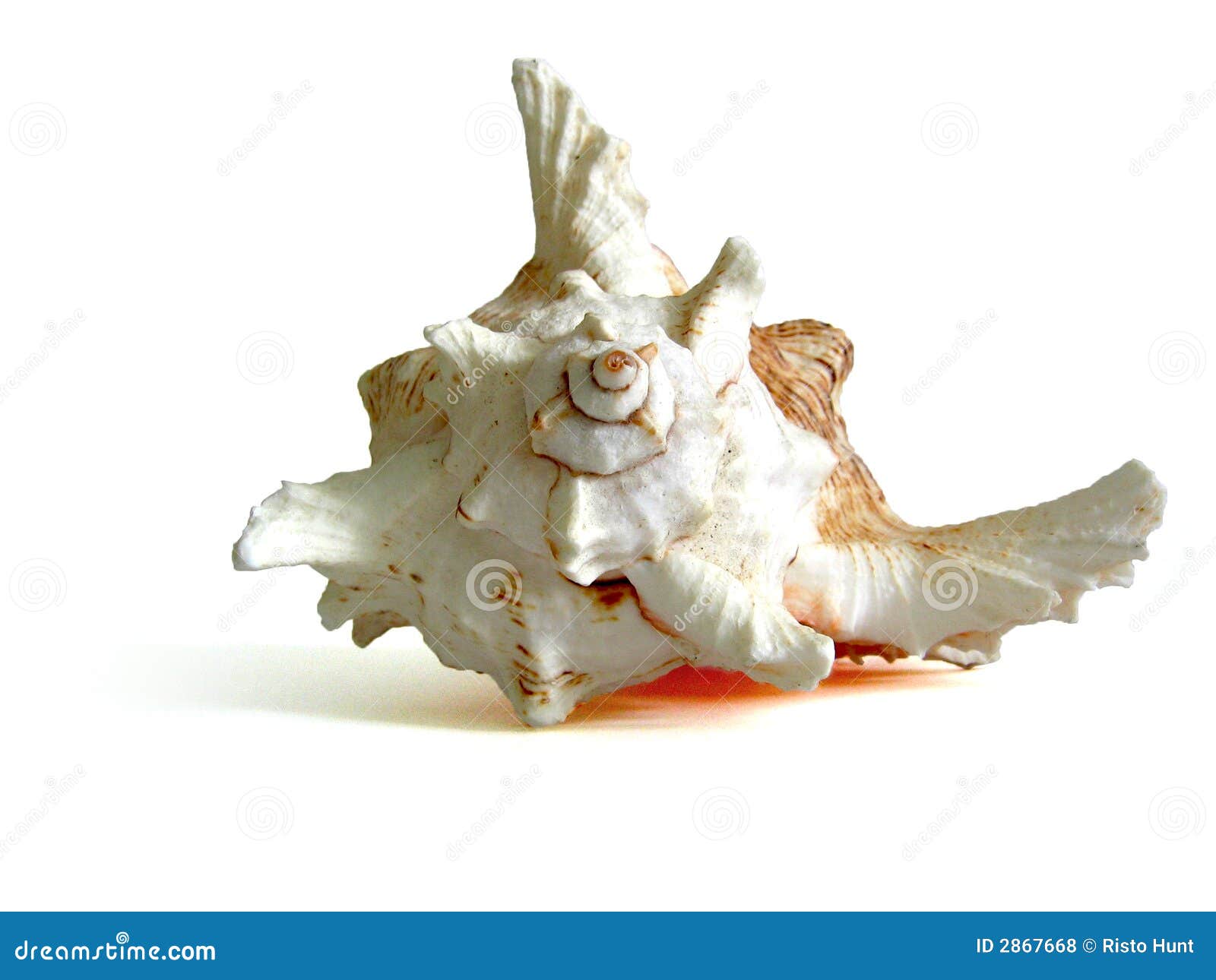 Sea Shell stock photo. Image of isolation, angular, isolate - 2867668