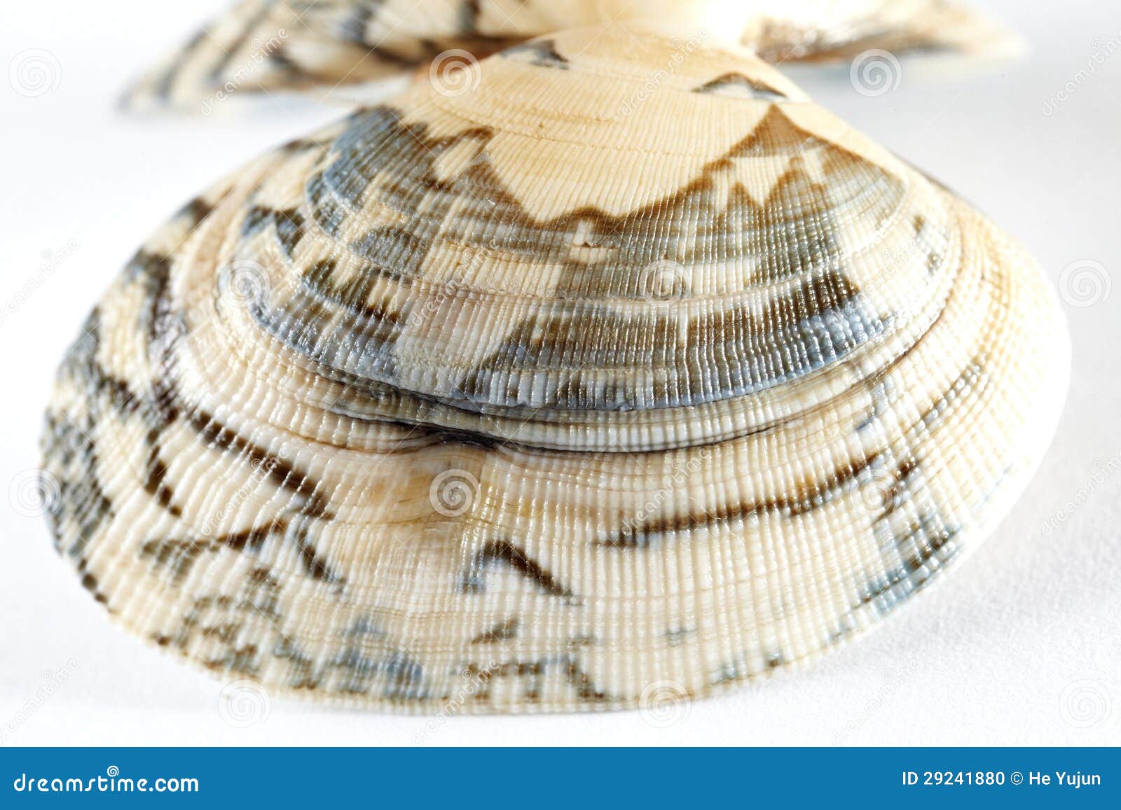 Sea shell stock photo. Image of fossil, hard, macro, shell - 29241880