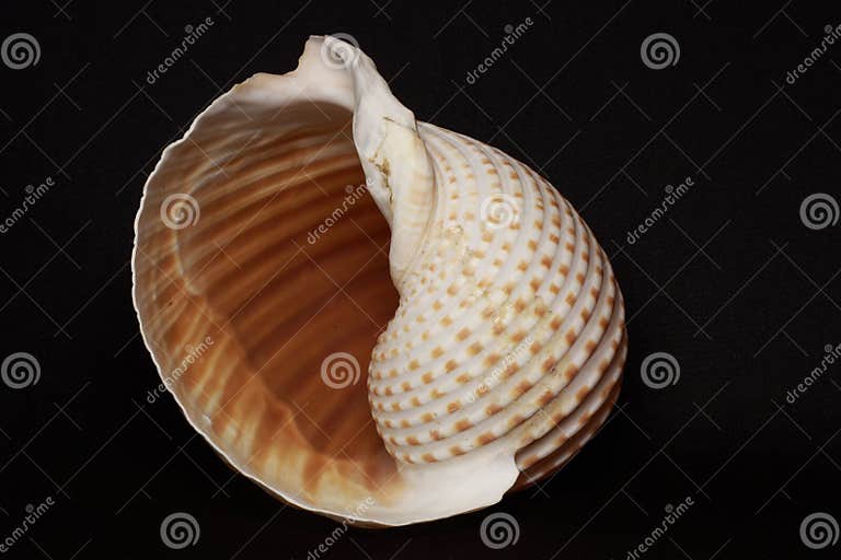 Sea shell stock illustration. Illustration of waves, ocean - 3099232
