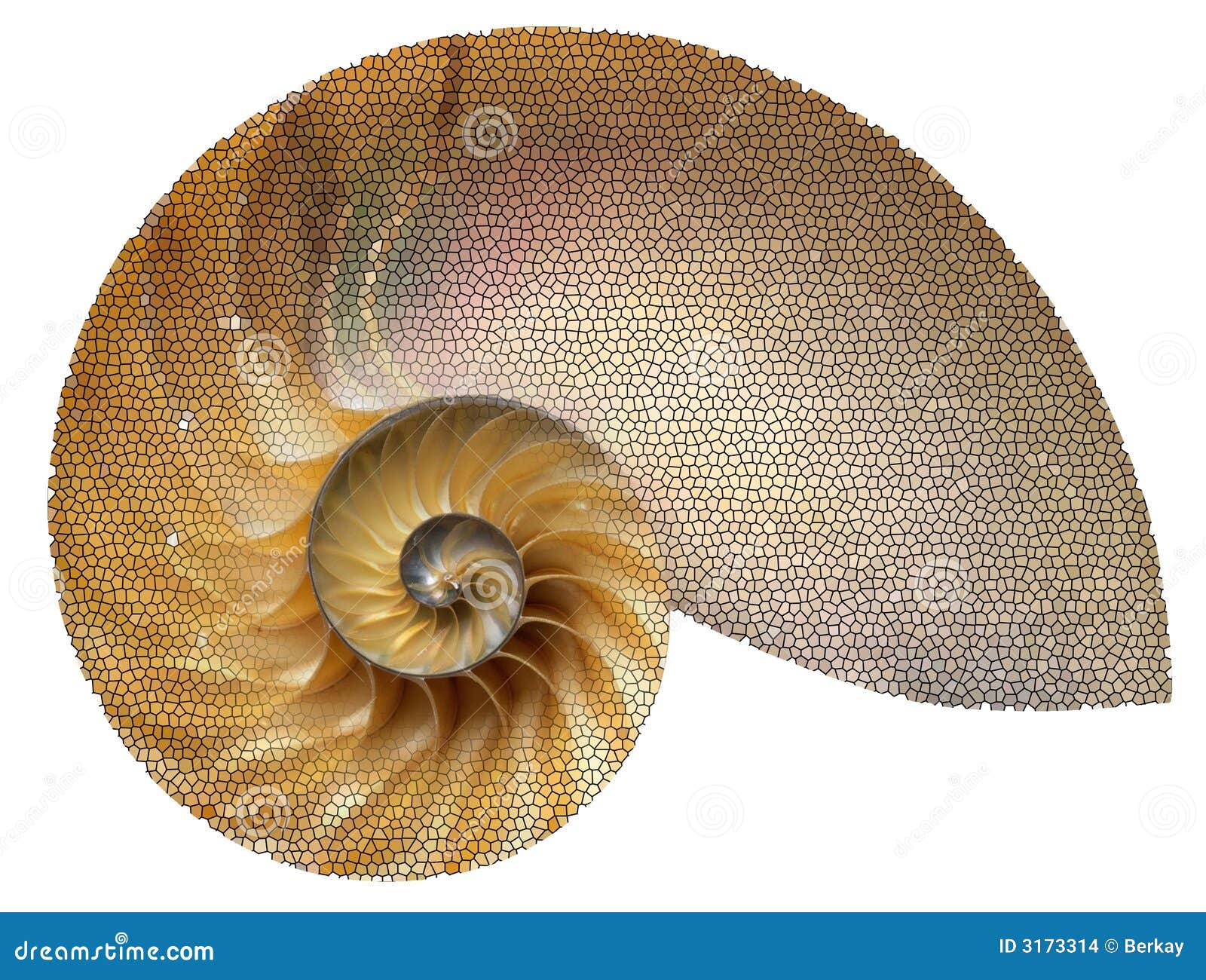Sea shell stock illustration. Illustration of geometry - 3173314