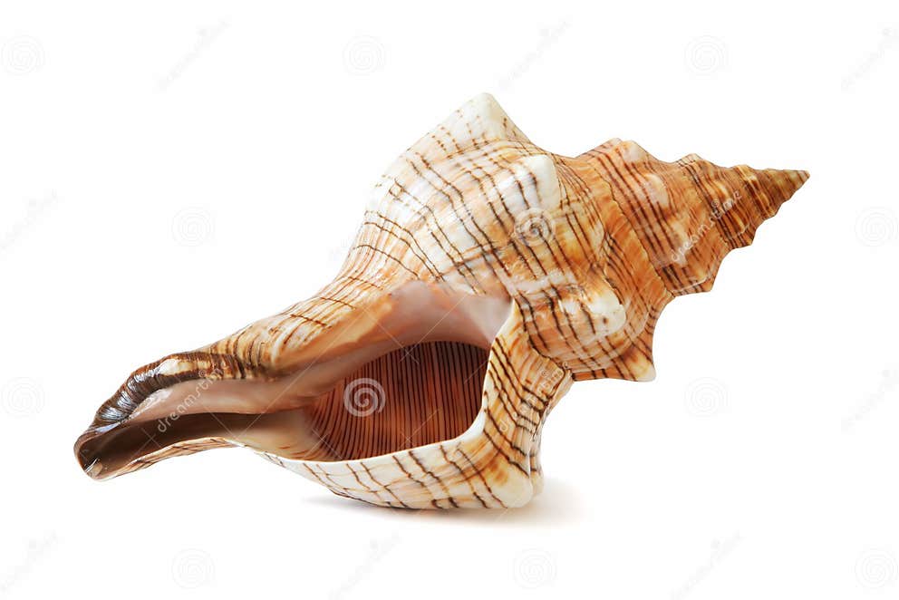 Sea shell stock photo. Image of spiral, home, shell, swirl - 3806988