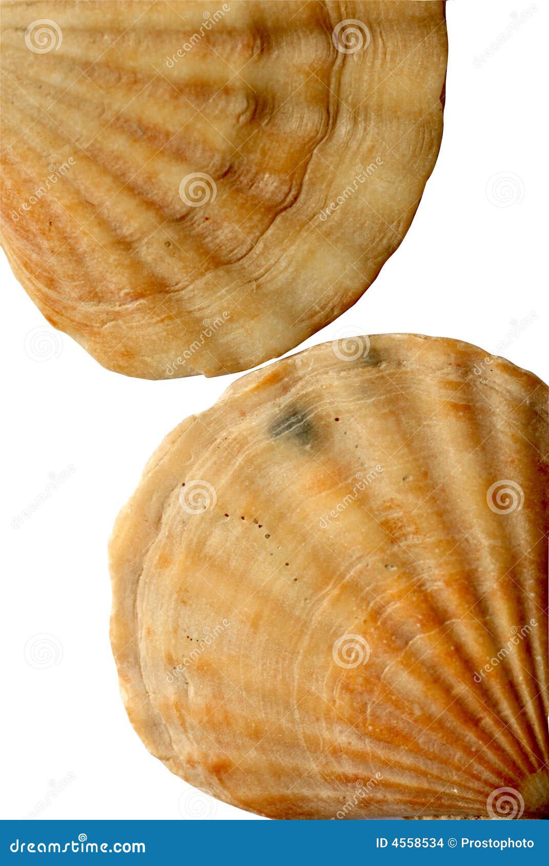 Sea Shell stock photo. Image of element, hard, separate - 4558534