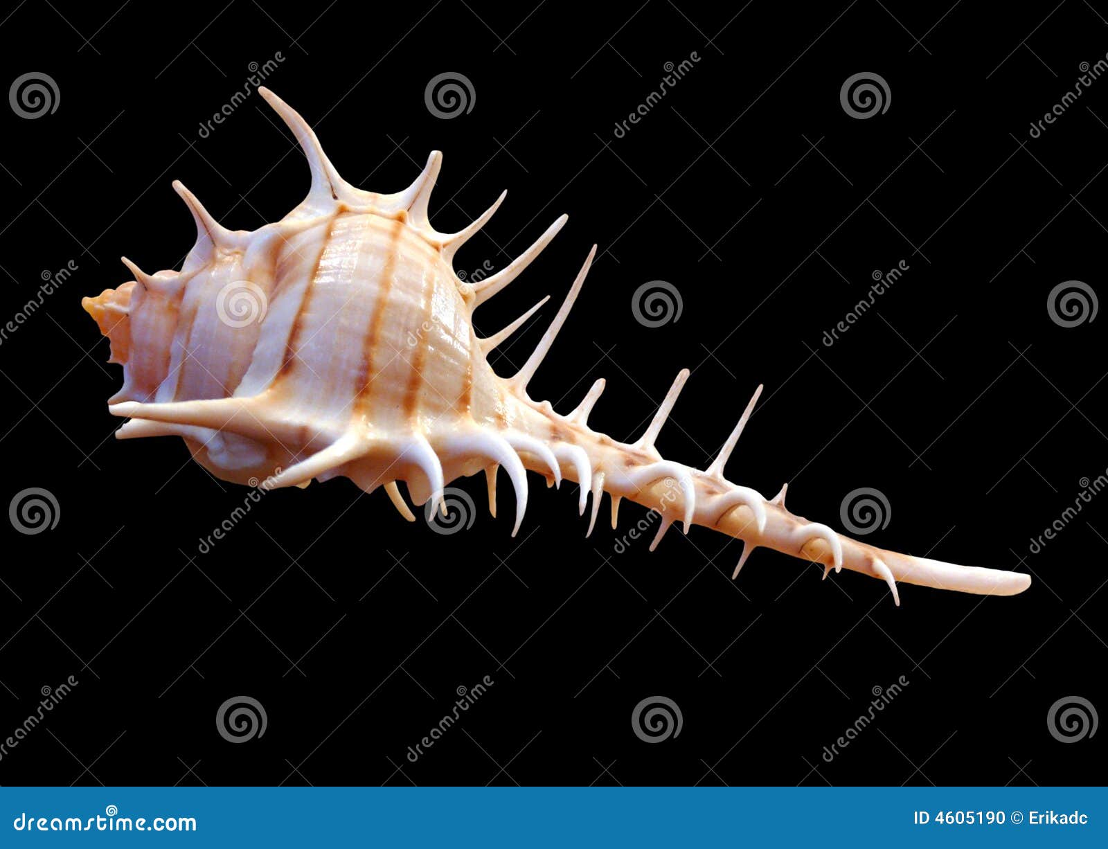 Sea shell stock photo. Image of lines, rare, spiral, ecological - 4605190