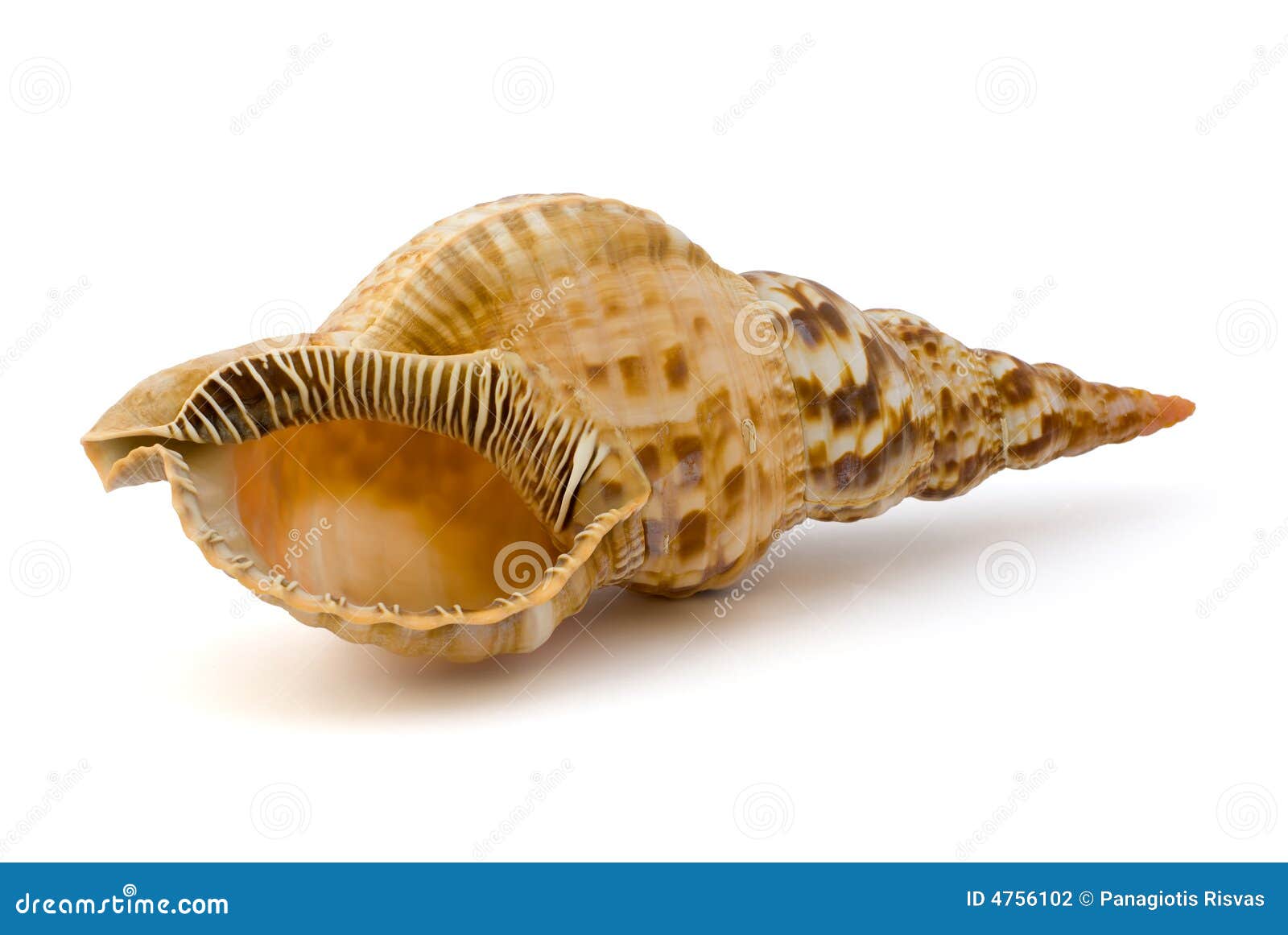 Sea shell stock photo. Image of mollusk, aragonite, shell - 4756102