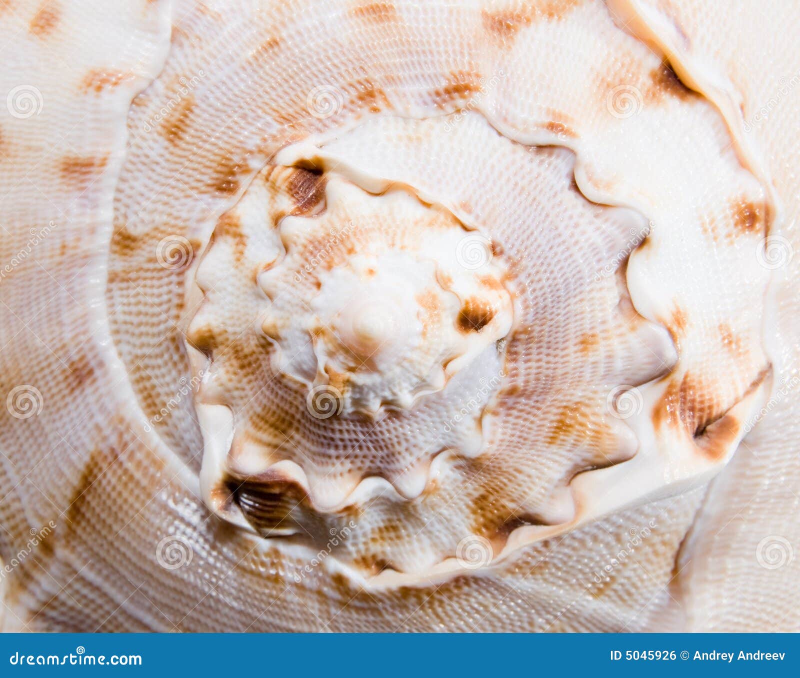 Sea shell. stock photo. Image of spiral, object, shell - 5045926