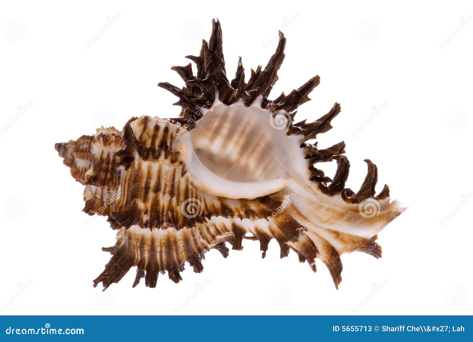 Sea Shell stock image. Image of animal, macro, cockle - 5655713