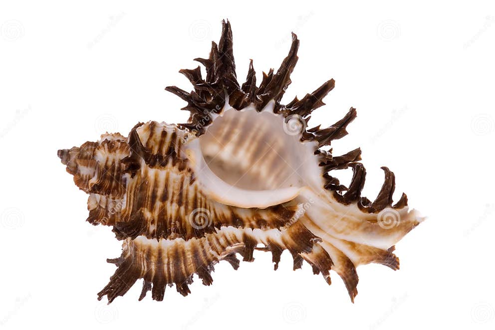 Sea Shell stock image. Image of animal, macro, cockle - 5655713