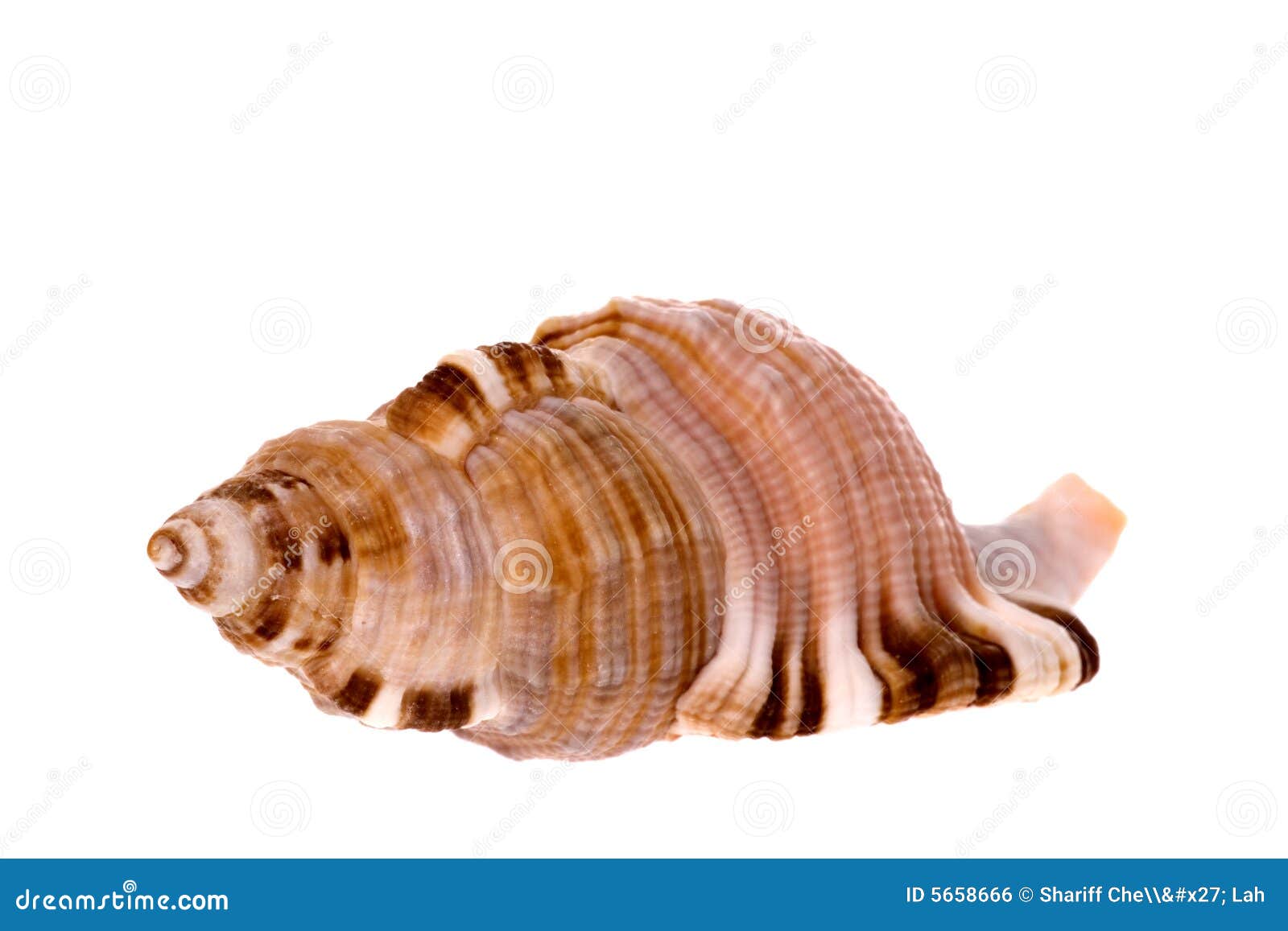 Sea Shell stock photo. Image of macro, seashell, conch - 5658666