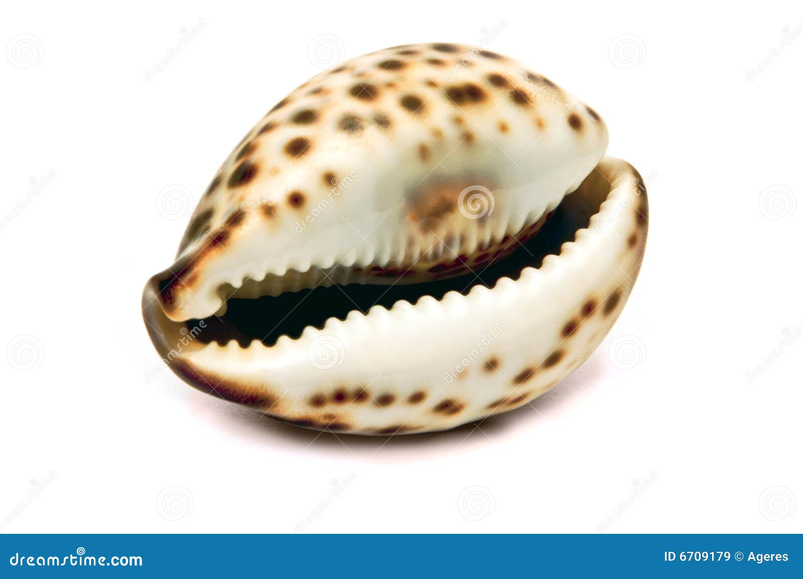 Sea shell stock image. Image of beach, spots, smile, mouth - 6709179