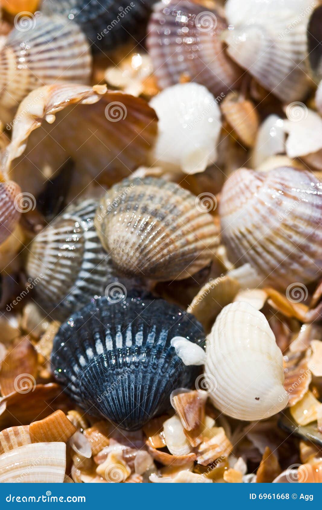 Sea shell stock photo. Image of summer, mussel, leisure - 6961668