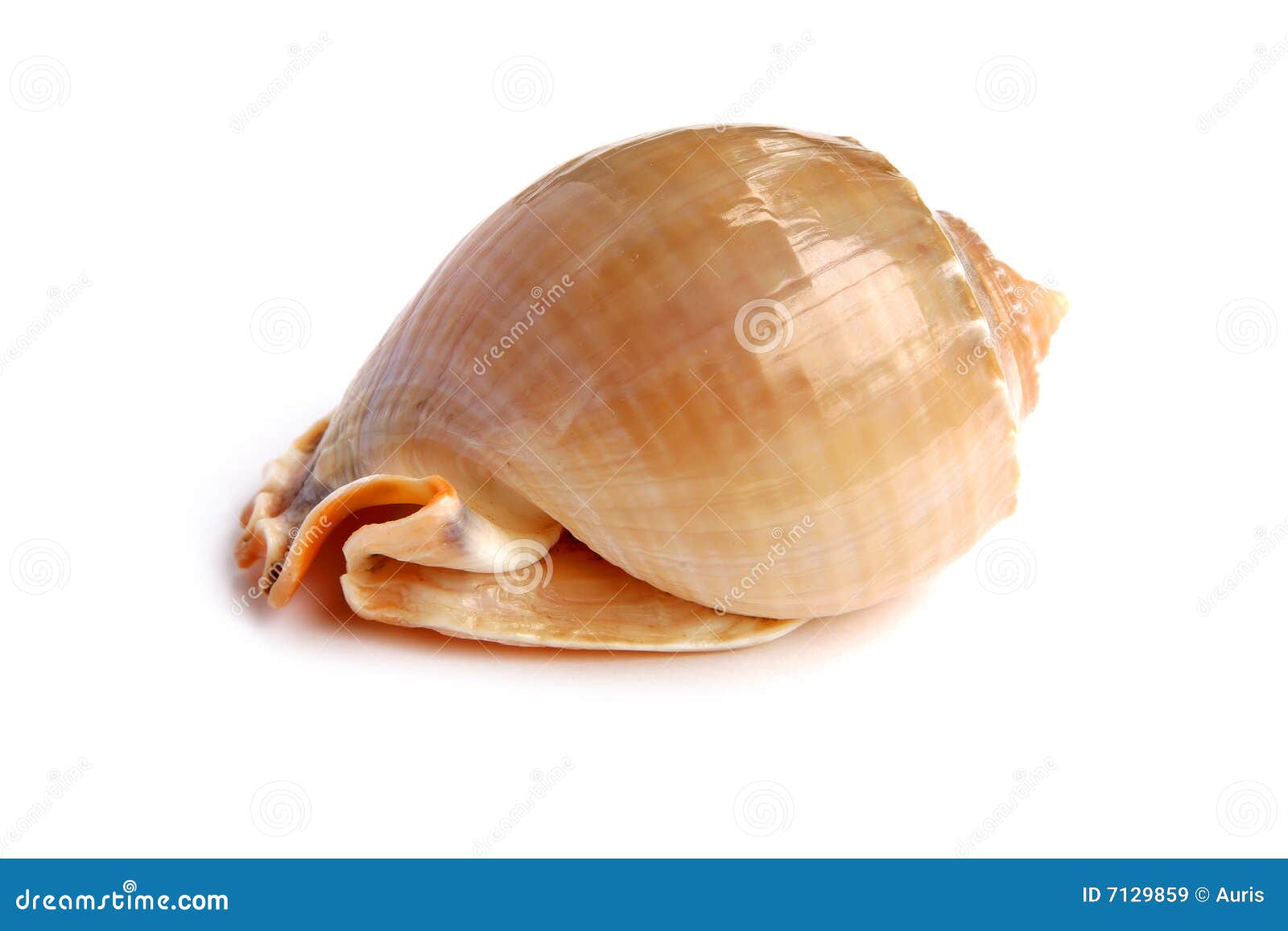Sea shell stock image. Image of home, shiny, spiral, swirl - 7129859