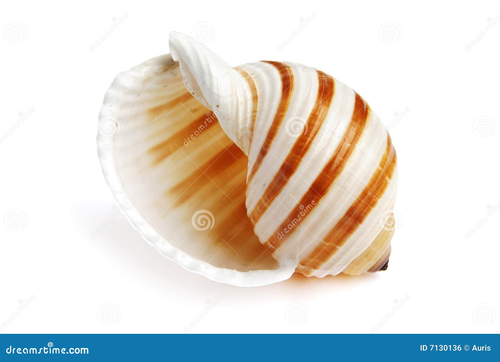 Sea shell stock photo. Image of home, shiny, shell, close - 7130136