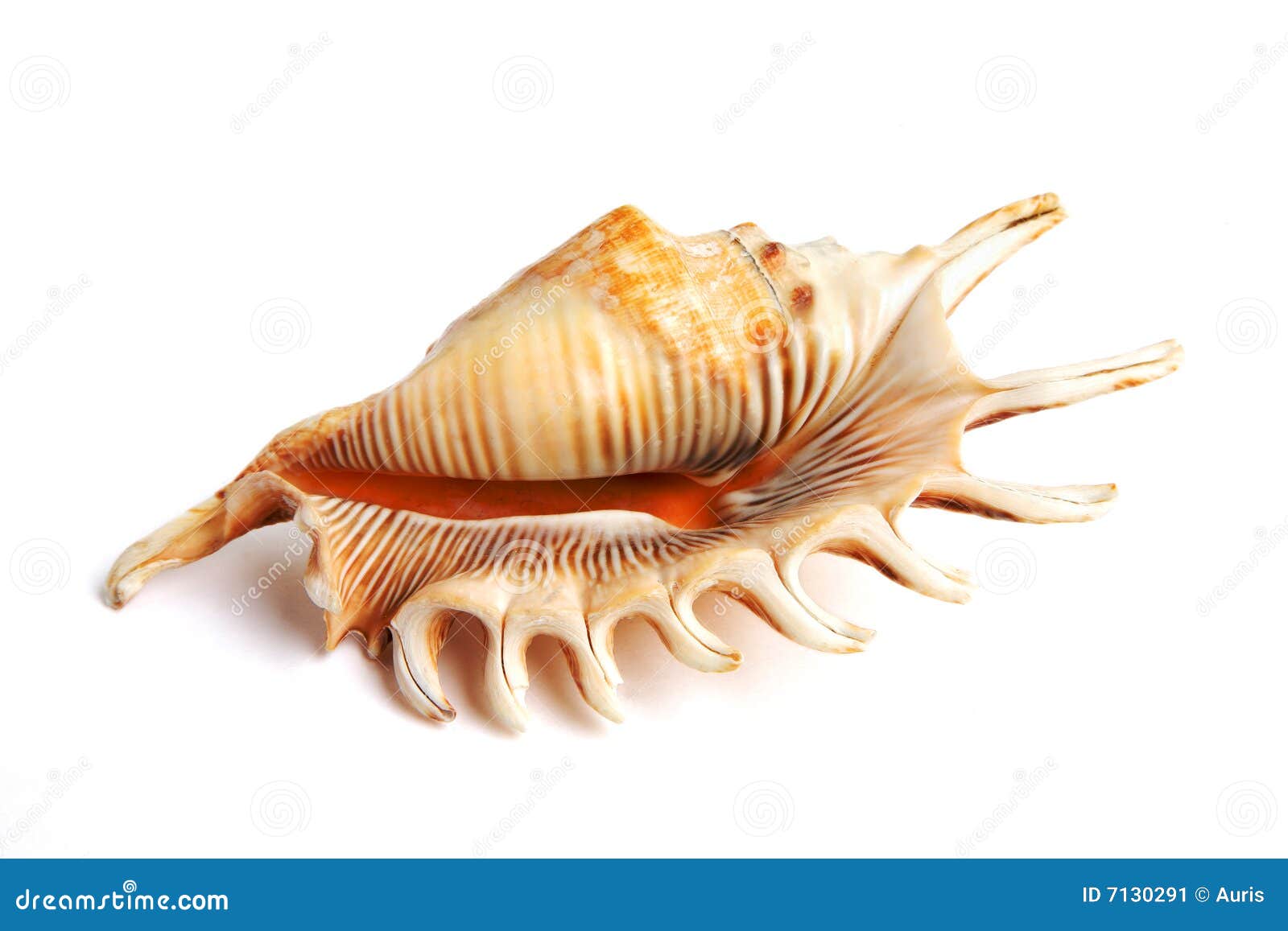 Sea shell stock image. Image of curve, isolated, animal - 7130291