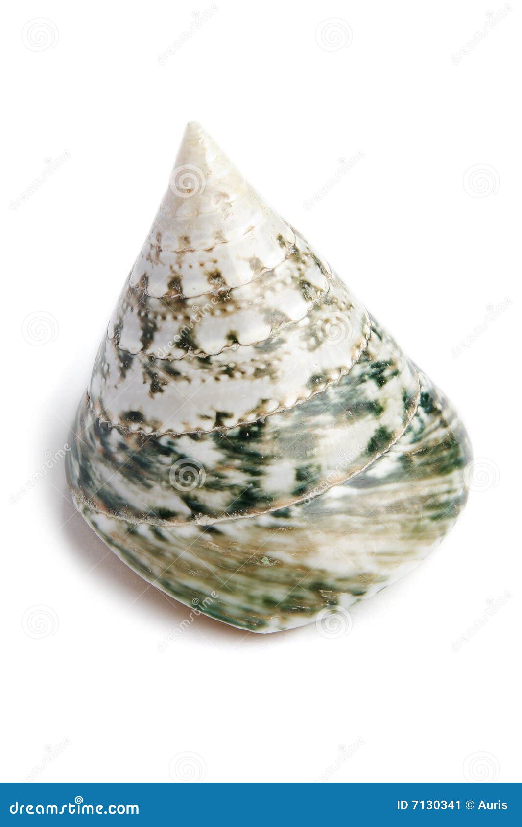 Sea shell stock image. Image of curve, swirl, home, isolated - 7130341