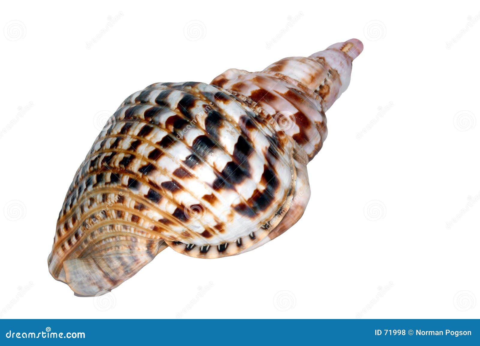 Sea Shell stock photo. Image of history, seaside, marine - 71998