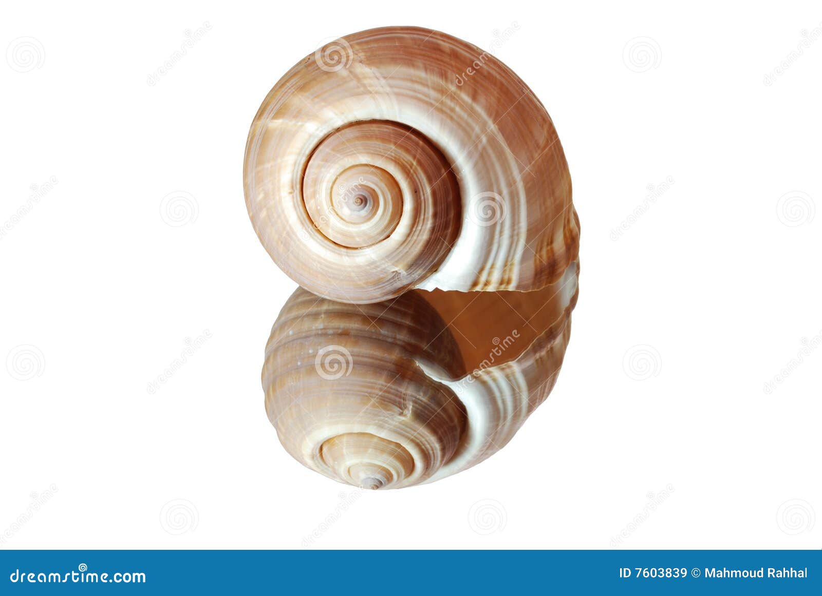 Sea Shell stock image. Image of curved, background, marine - 7603839