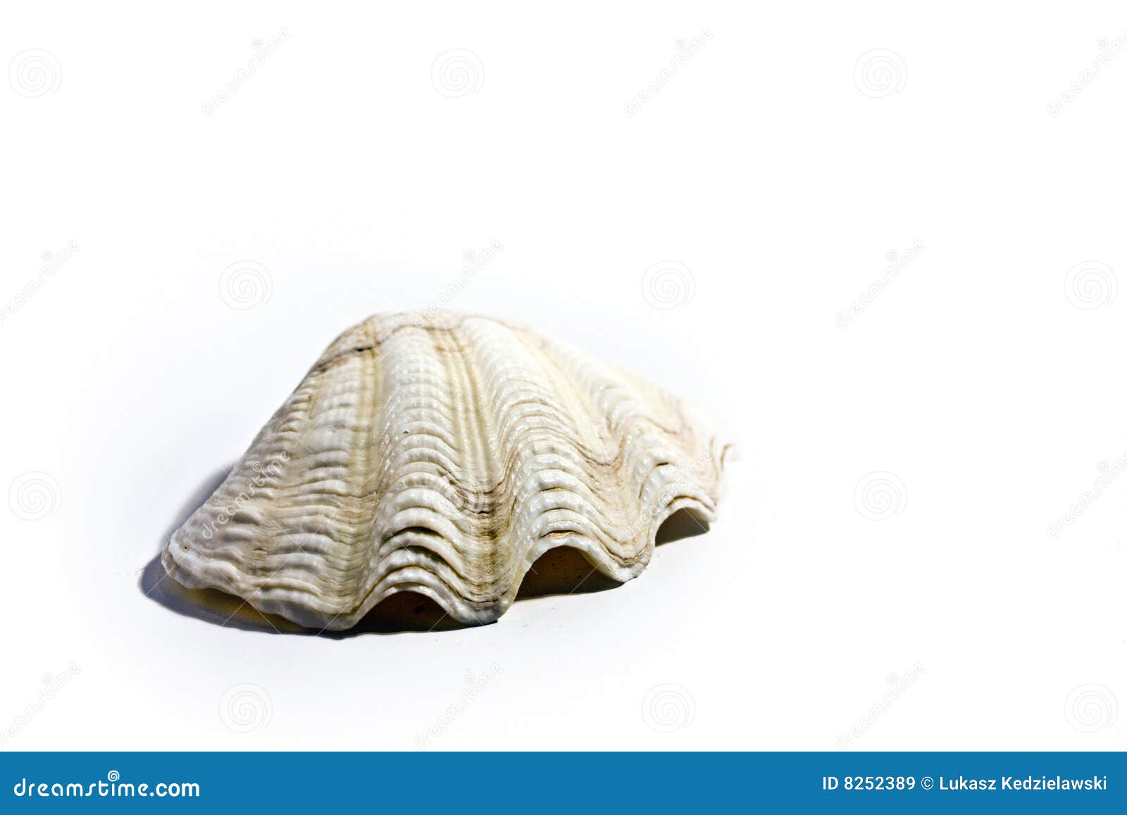 Sea shell stock image. Image of marine, tropical, natural - 8252389
