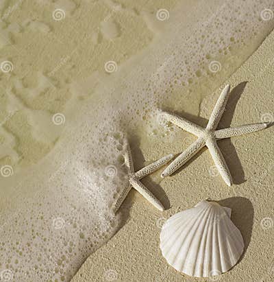 Sea shell stock photo. Image of closeup, vacation, nature - 8941526