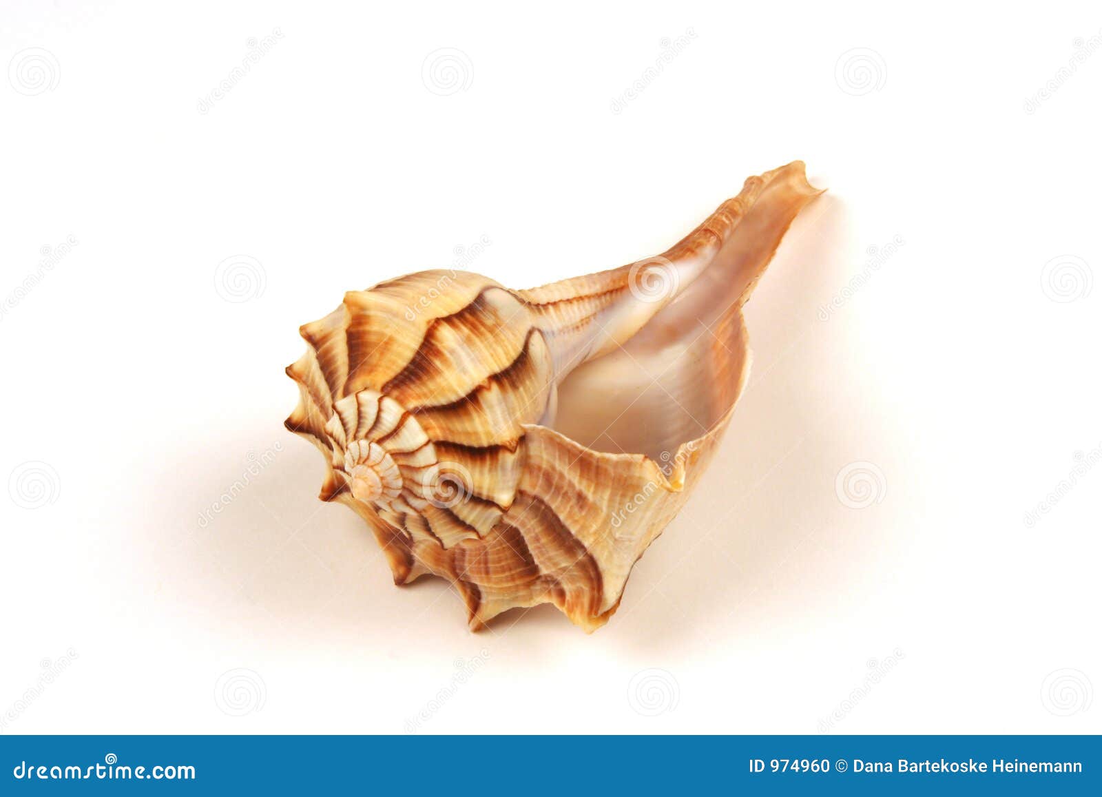 Sea Shell stock photo. Image of polished, shimmering, natural - 974960