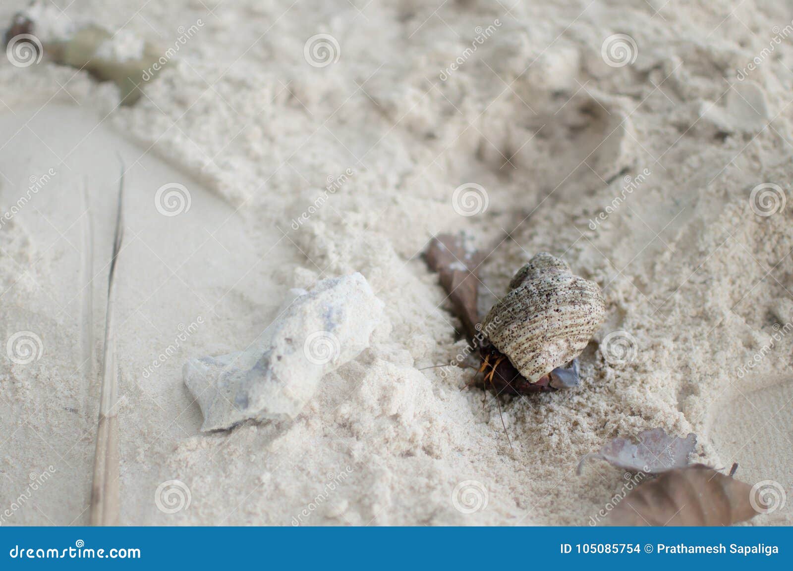 Sea Shell Alive stock photo. Image of snail, slowly - 105085754
