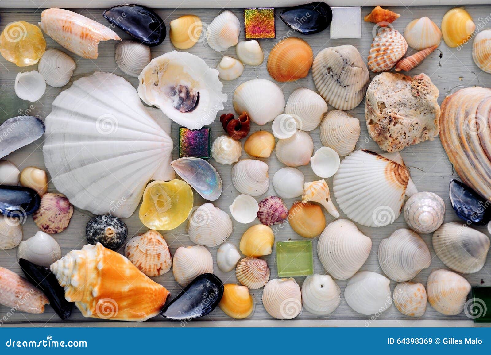 Sea Shell Arrangement in Frame Stock Image - Image of tropical, shore ...