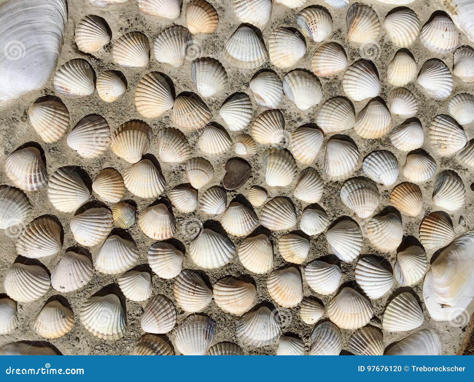Seashell Collection with Love Stock Photo - Image of small, middle ...