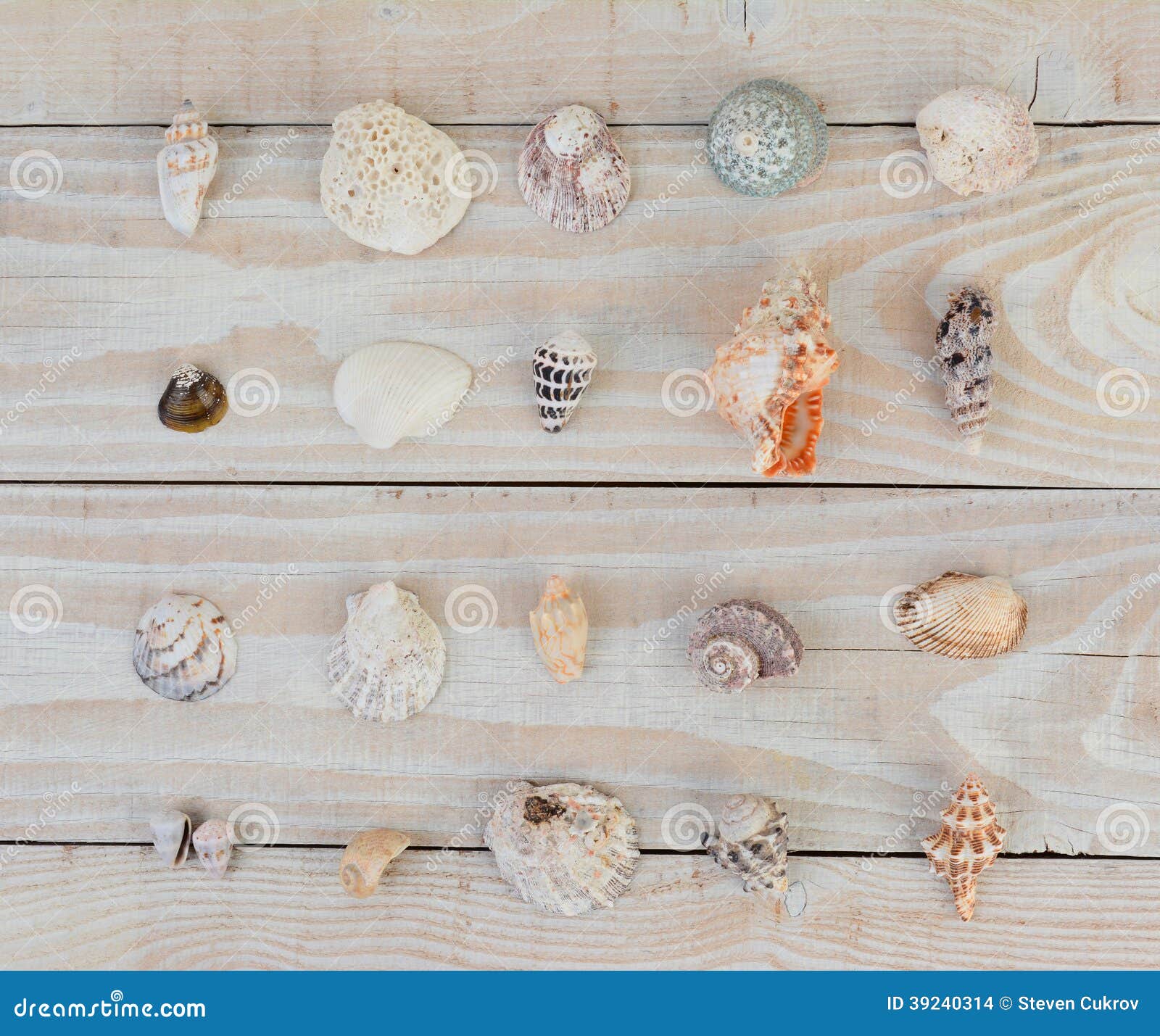 Sea Shell Assortment stock photo. Image of nature, decoration - 39240314