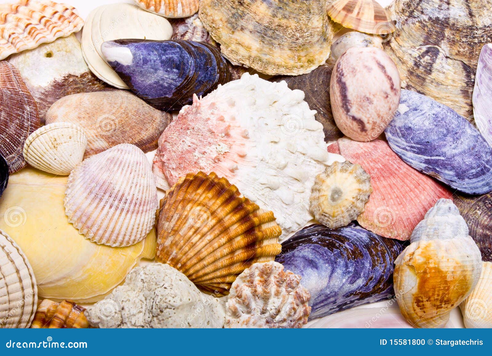 2,494 Shapes Shell Stock Photos - Free & Royalty-Free Stock Photos from ...