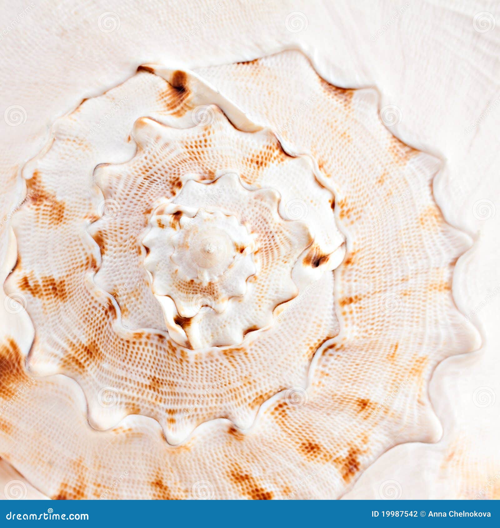 Sea shell background. stock photo. Image of shell, spiral - 19987542