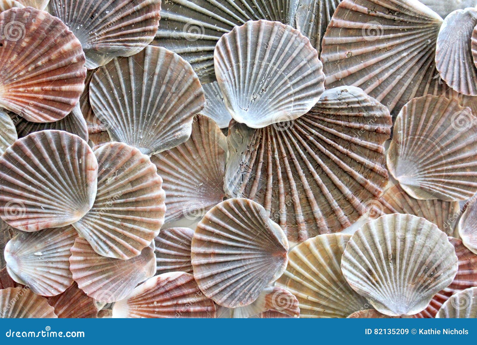 Sea Shell Background 5 stock image. Image of ocean, collection - 82135209