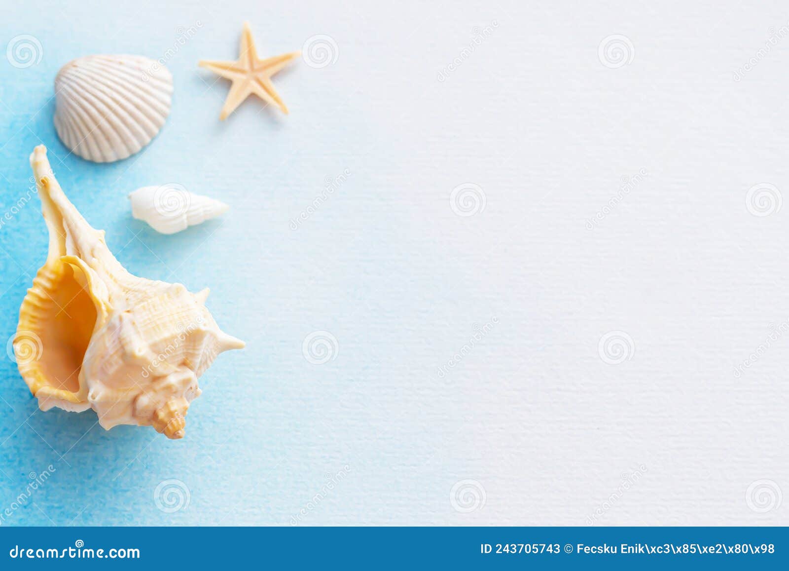 Sea shells and starfish stock image. Image of gradient - 243705743