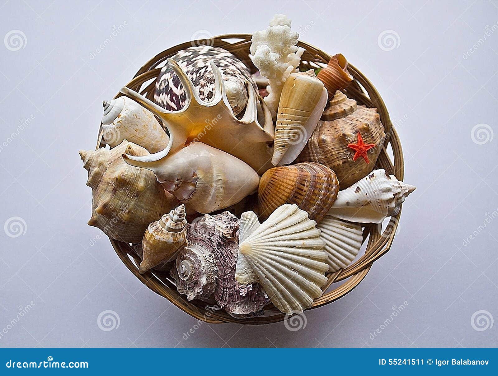Sea shell basket. stock image. Image of shells, basket - 55241511